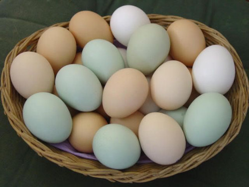 Eggs | Silver Spring Farm