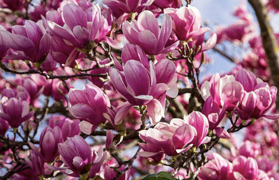 Ornamental Trees | Paragon Farms Plants