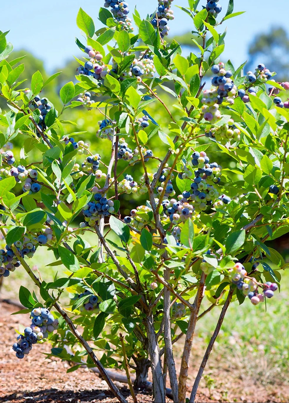 Brightwell Blueberry Bush | Paragon Farms Plants