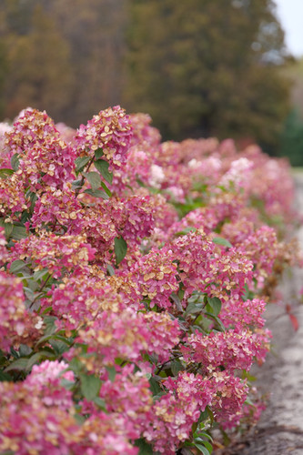 Fire Light® Hydrangea | Paragon Farms Plants