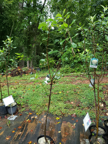Orient Pear Tree | Paragon Farms Plant Nursery