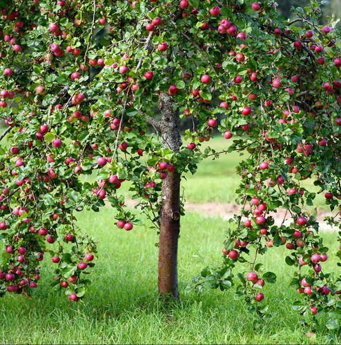 Pink Lady Apple Tree | Paragon Farms Plants