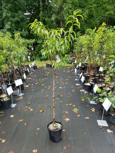 Hale Haven Peach Tree | Paragon Farms Plant Nursery