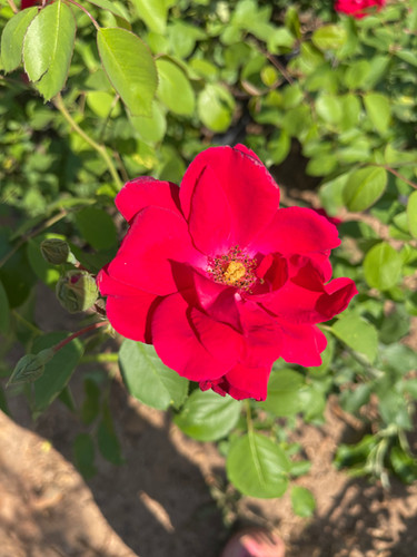 Red Blaze Climbing Rose | Paragon Farms Plants