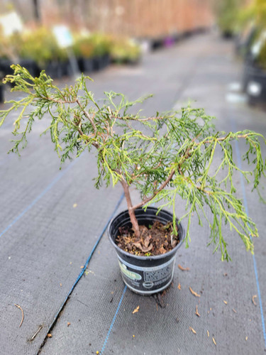 Sungold Cypress | Paragon Farms Plant Nursery