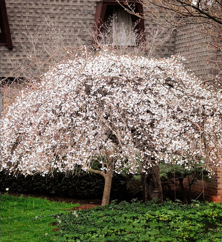 Weeping Cherry tree | Paragon Farms Plants