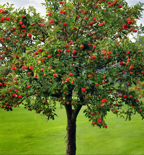 Honeycrisp Apple Tree | Paragon Farms
