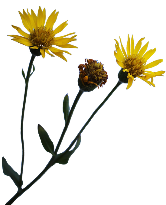 Árnica, Heterotheca inuloides