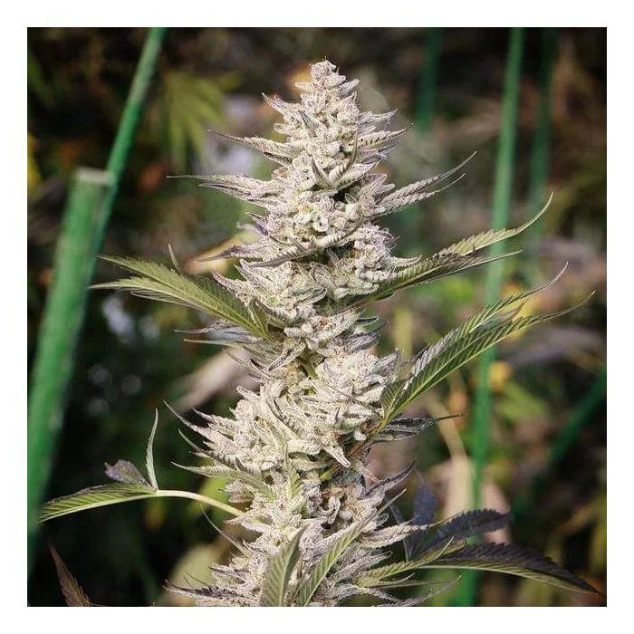 Original Oreoz feminized - Schwaben Seeds | Bud Basic