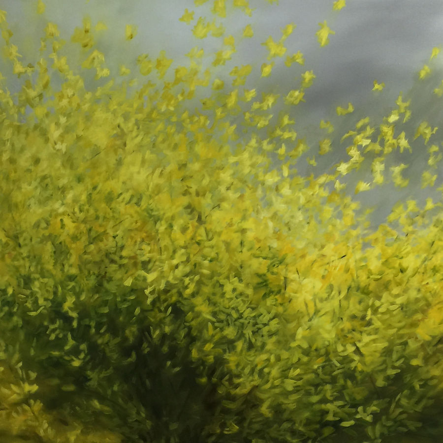 Fine Art For Sale | United States | Sasha Appleton Fine Art