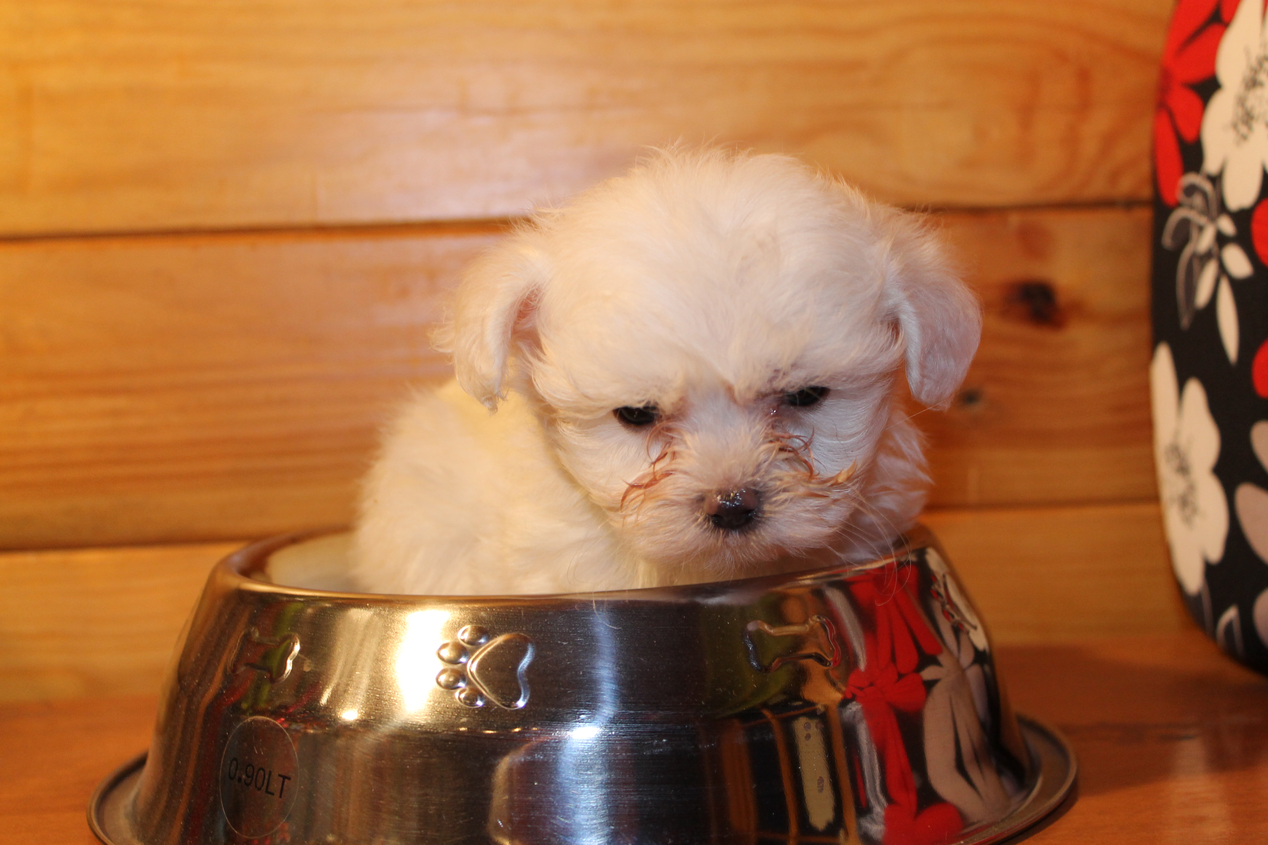 Criadero de Bichon Maltes en Madrid