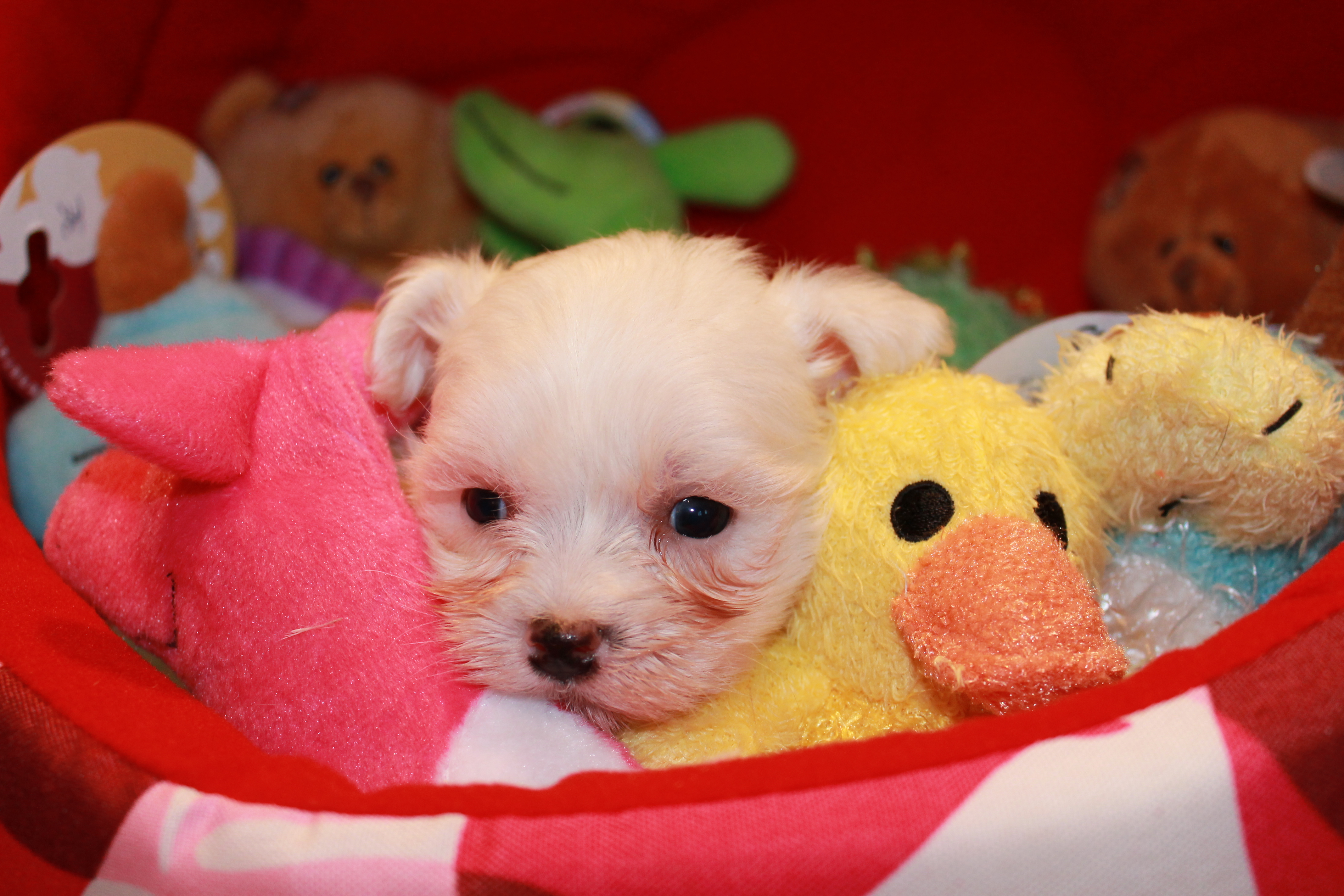 Criadero de Bichon Maltes en Madrid