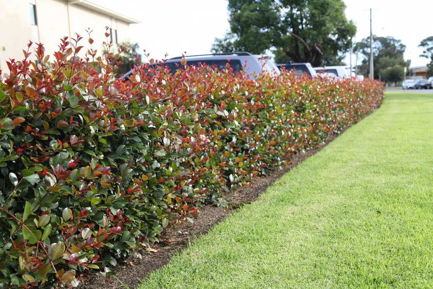 Top 5 Low-Maintenance Native Hedging Plants for Perth Gardens