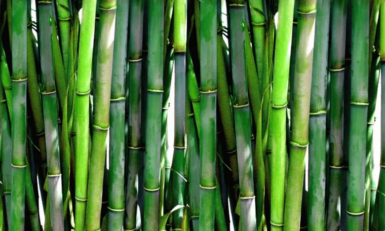 Inovação - Centro Brasileiro Inovação E Sustentabilidade Bambu Bamboo ...