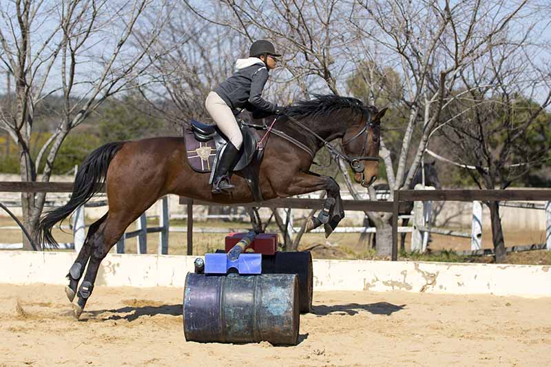 Capriole Stables riding lessons near Midstream and Centurion
