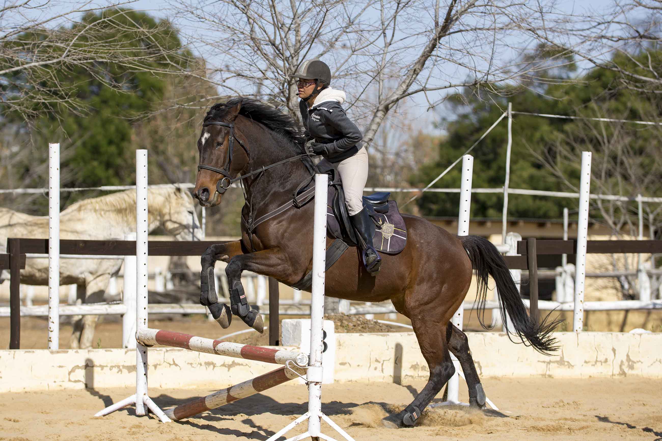 Capriole Stables riding lessons near Midstream and Centurion