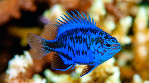 Springeri Damsel - Chrysiptera springeri | website