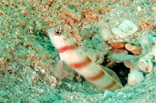 ORANGE BANDED PRAWN GOBY Amblyeleotris steinitzi | website