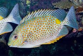 YELLOW BLOTCH RABBITFISH Siganus gutattus | website