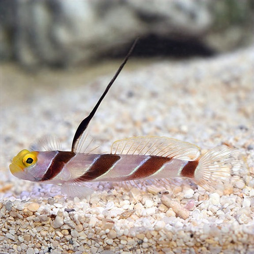 YELLOW ROSE ANTENNA GOBY Stonogobiops nematodes | website