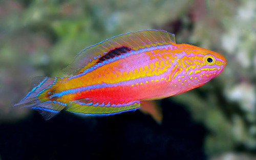 Splendid Pintail Fairy Wrasse (MALE) Cirrhilabrus isosceles | website