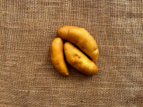 Austrian Crescent | Rockey Farms LLC