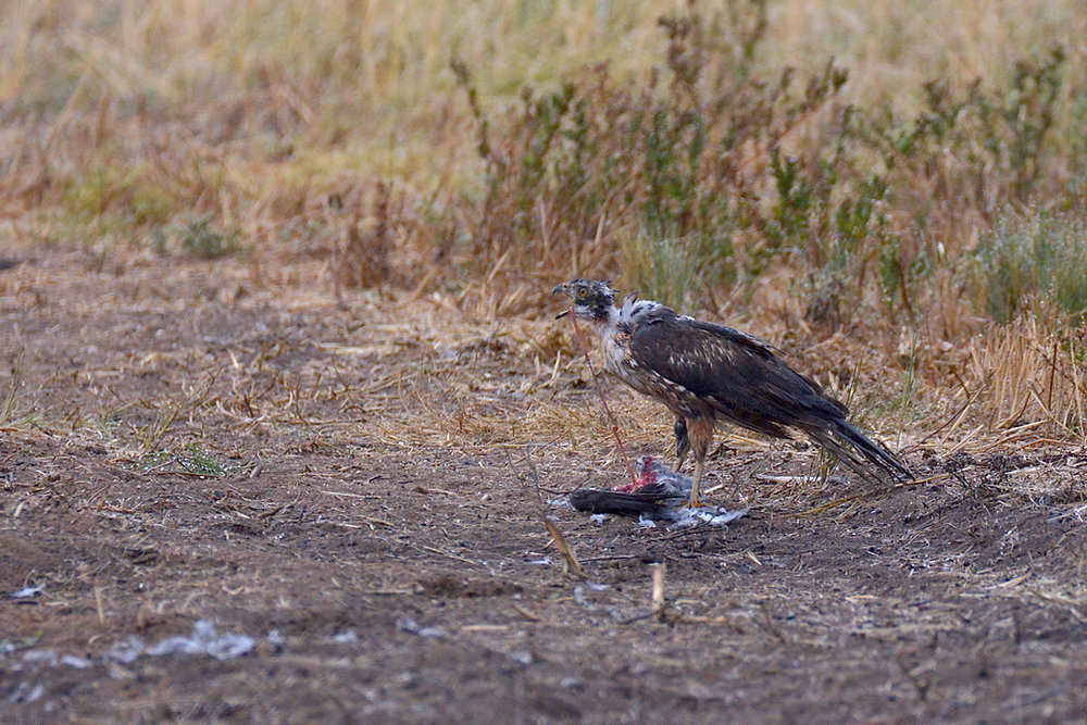 When raptors hunt in your backyard (well almost)!