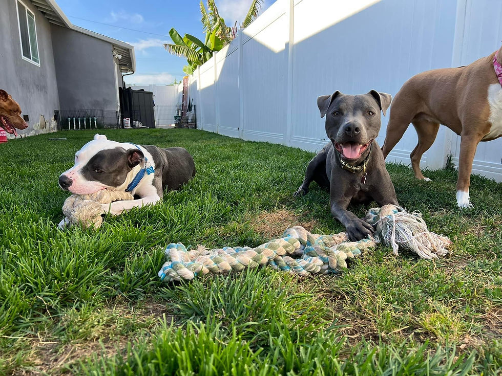 Available Dogs | OC Pit Bull Rescue