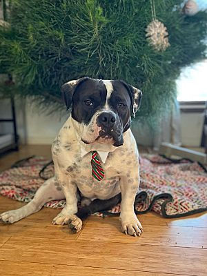 Available Dogs | OC Pit Bull Rescue