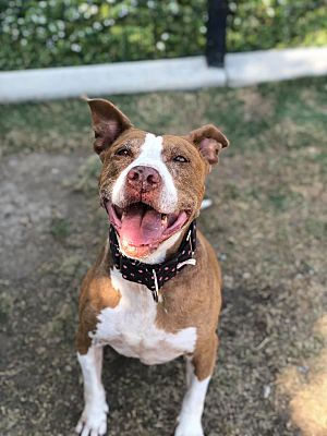 Available Dogs | OC Pit Bull Rescue