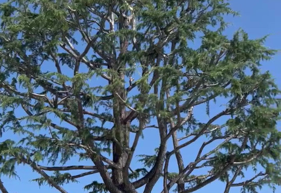 Tree Service | Emerald View Tree Service Inc | San Jose