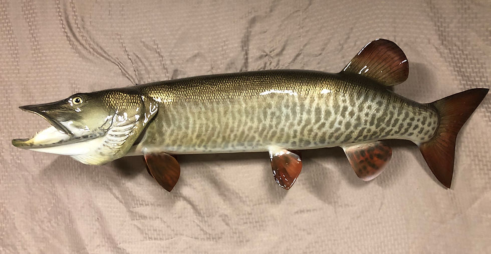 MUSKY | laxreproductions