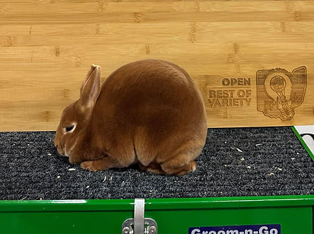 Indiana | Twin Barns Rabbitry