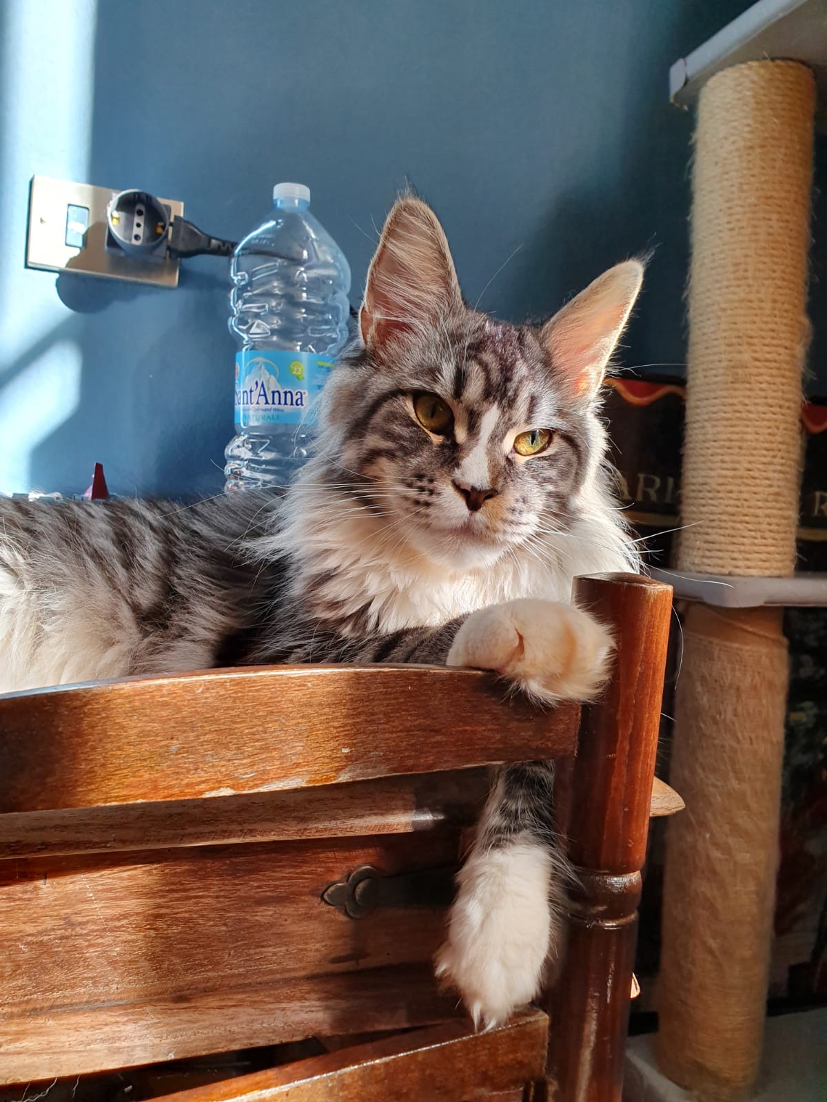 Allevamento Maine Coon | BB Lions | Gli adulti