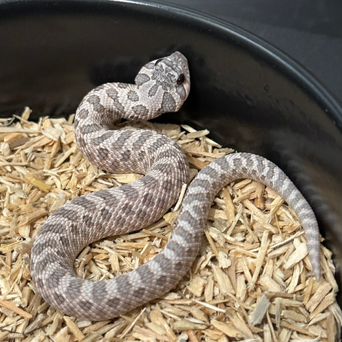 月塵(北極薰衣草)-HN0066-M | 渺小動物園Tiny-zoo