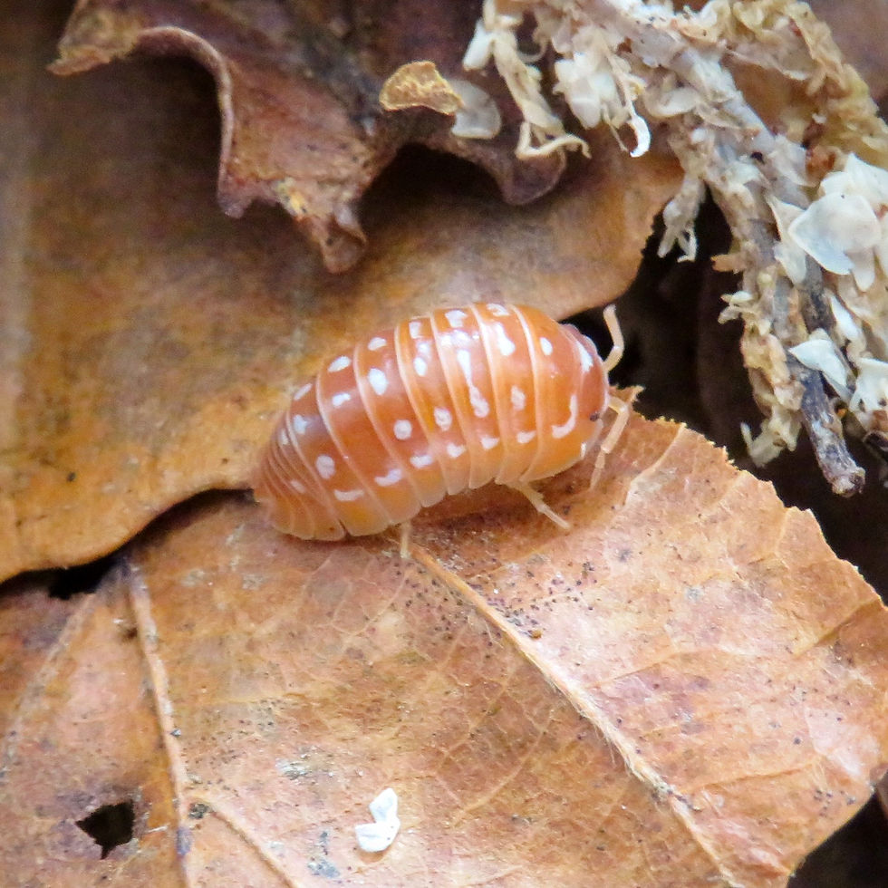 Cloportes | Zenland Animals