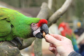 Preventative Health Measures | Parrot Awareness Wee