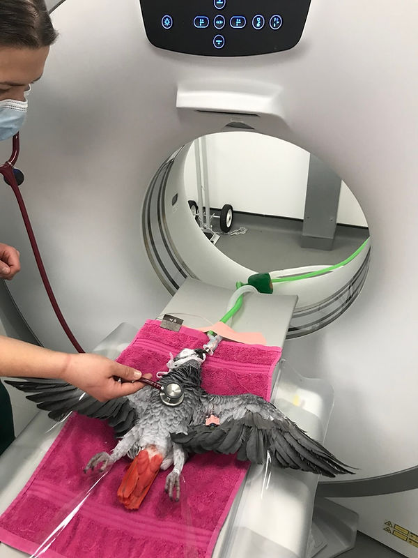 Pet Insurance for Birds | Parrot Awareness Wee