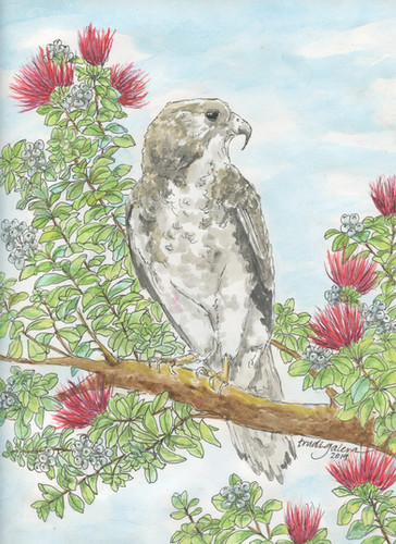 'Io, Native Hawaiian Hawk in an 'Ōhi'a Tree | writer-illustrator