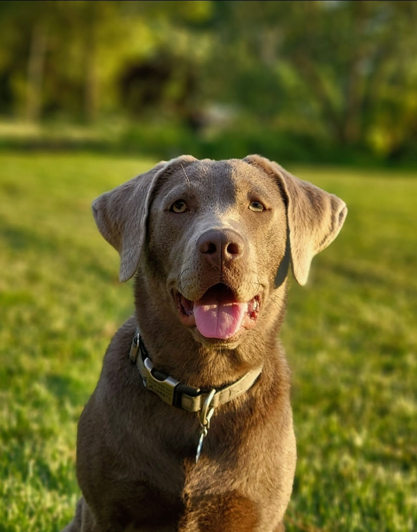 Pet portraits | Eva Mcnulty