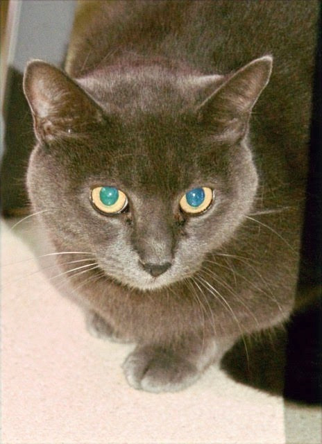 Home | ears-animal-rescue