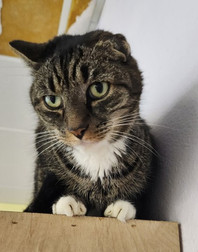 Home | ears-animal-rescue