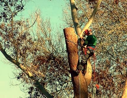 Tree Service | Treescape Hawaii