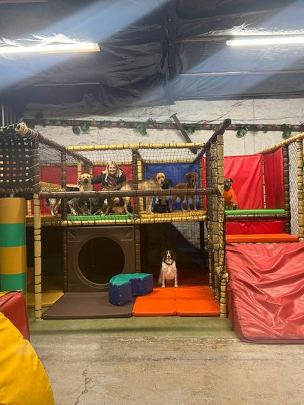 Doggo Soft Play Centre | Doggo Daycare Centre