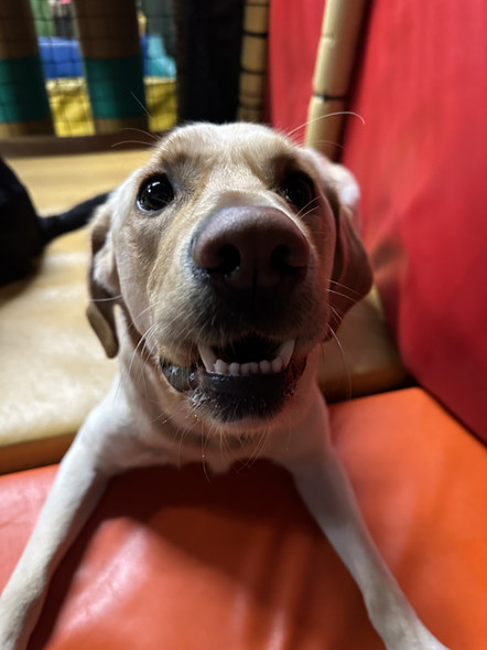 Doggo Soft Play Centre | Doggo Daycare Centre