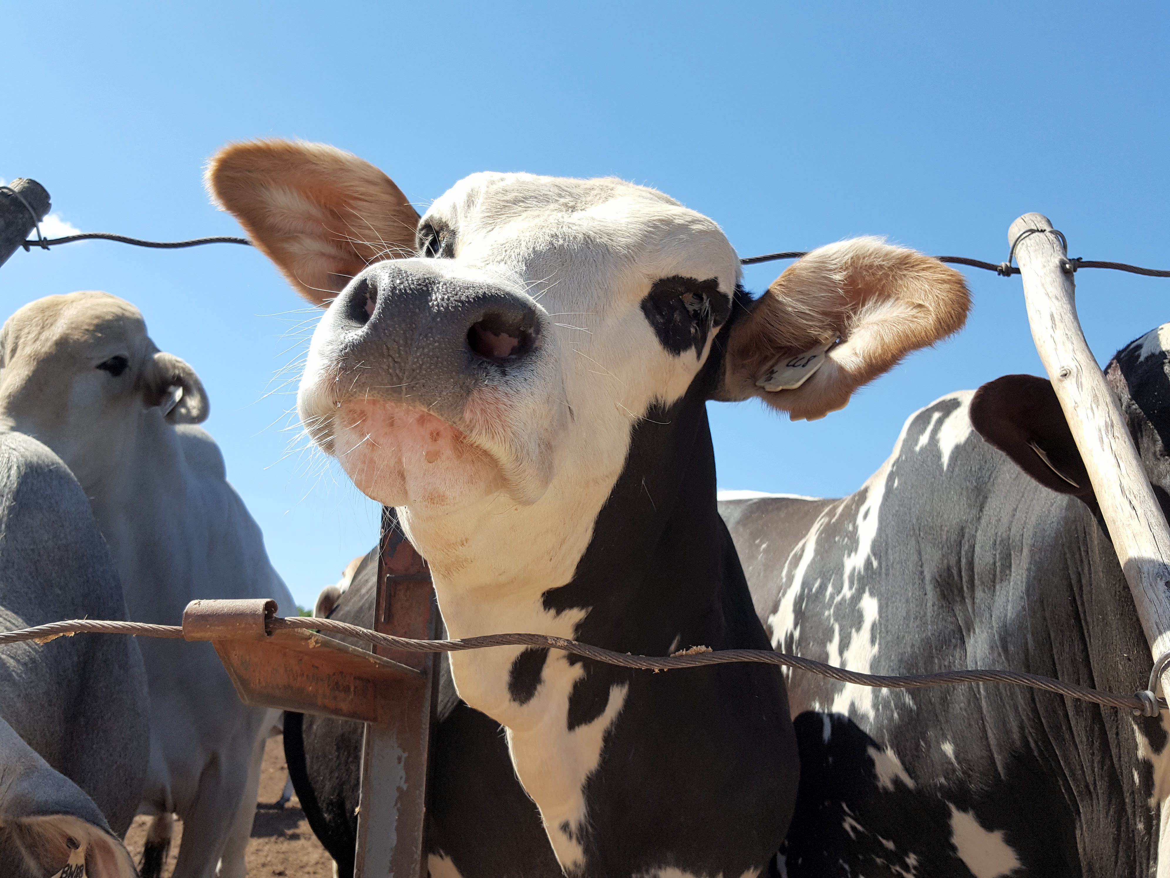 Cattle | Koala Park Butchery