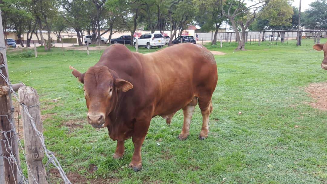 Cattle | Koala Park Butchery