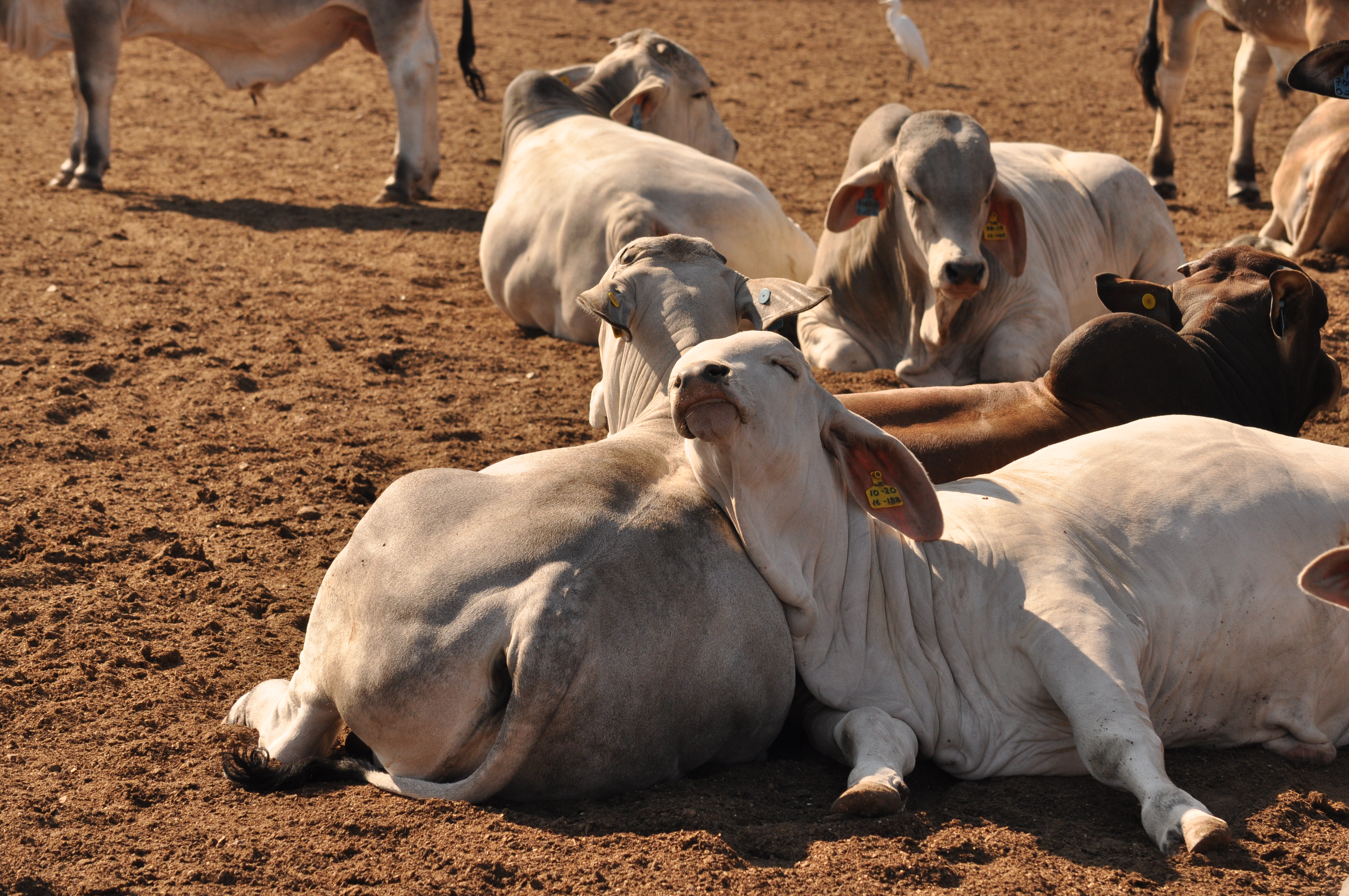 Cattle | Koala Park Butchery