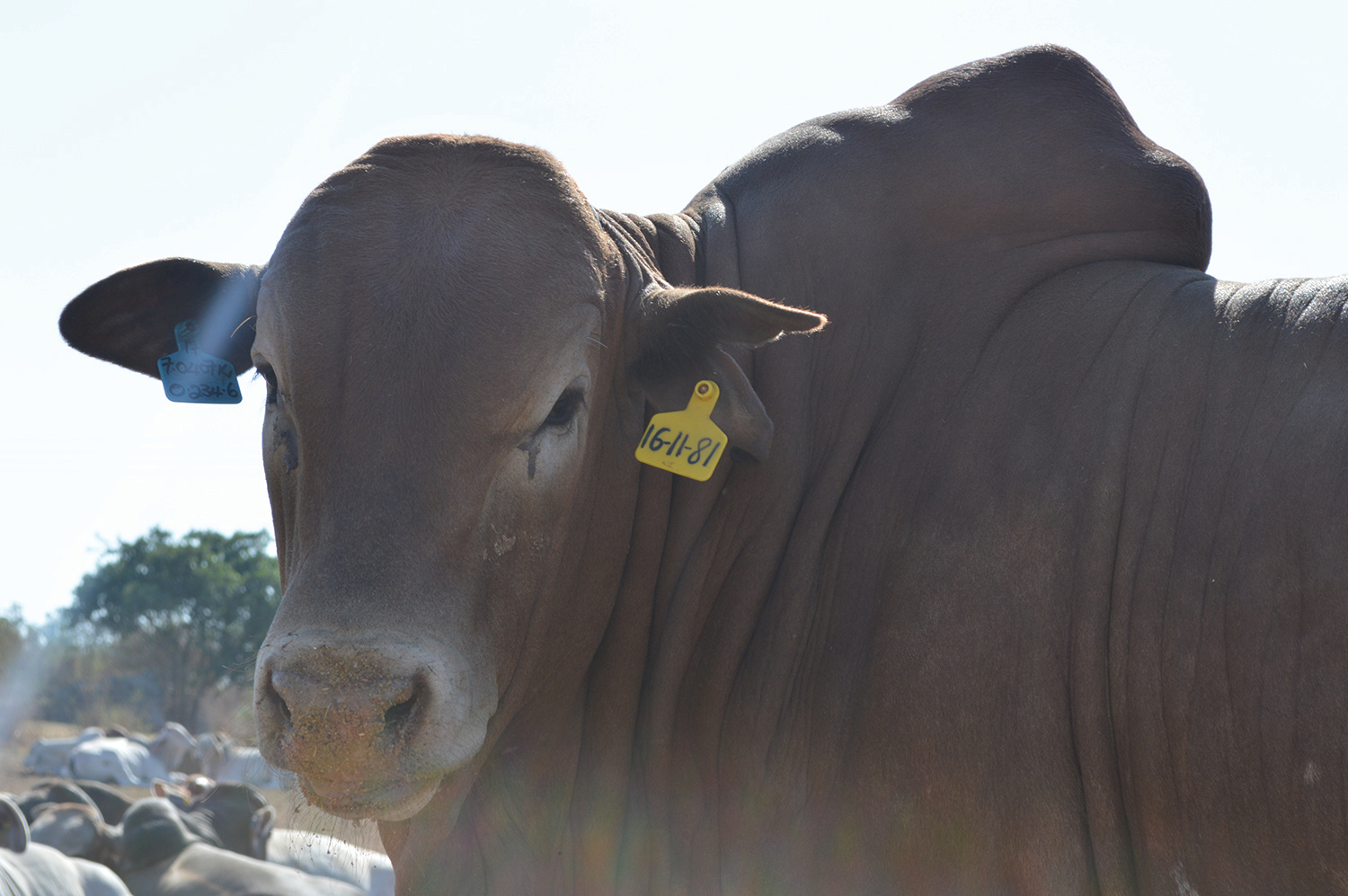 Cattle | Koala Park Butchery