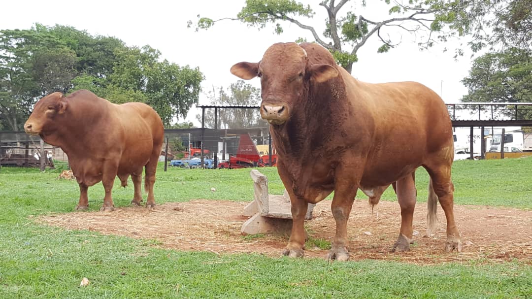 Cattle | Koala Park Butchery